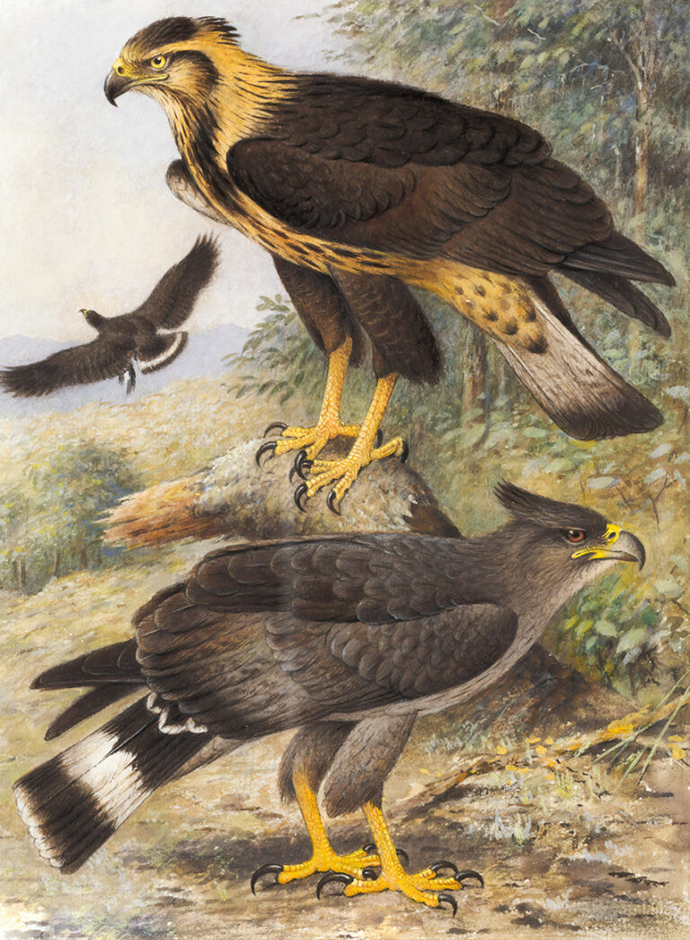 Talon Claws vs Round Claws for Jewellery